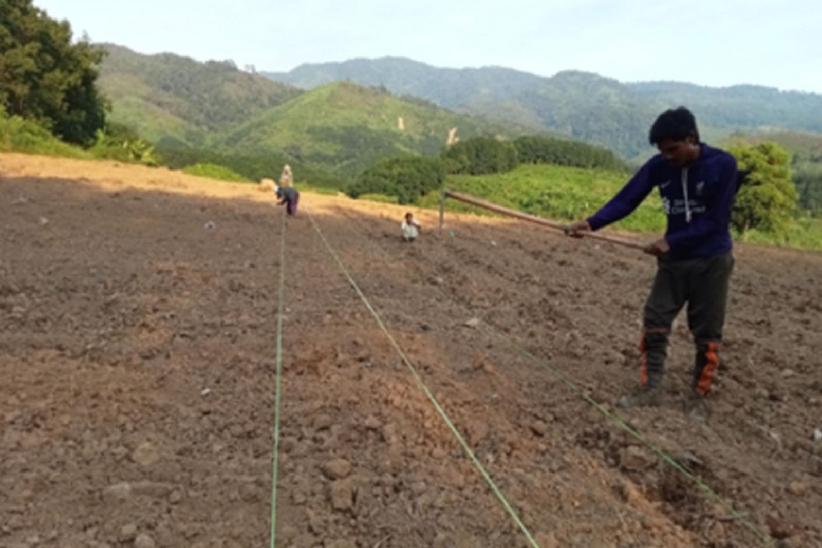 မိုင်းယုမြို့၌ ဆီထွက်သီးနှံ ရေဆင်း ၁ စပ်မျိုးနေကြာများ စိုက်ပျိုး